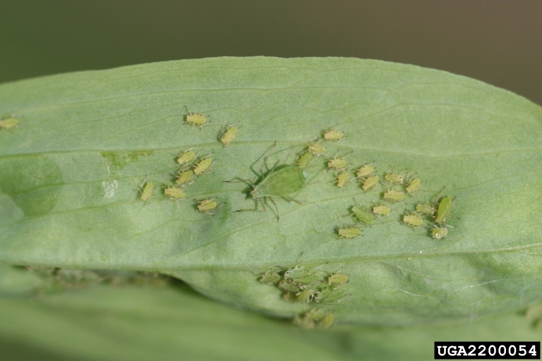 pea aphid (Acyrthosiphon pisum (Harris, 1776))