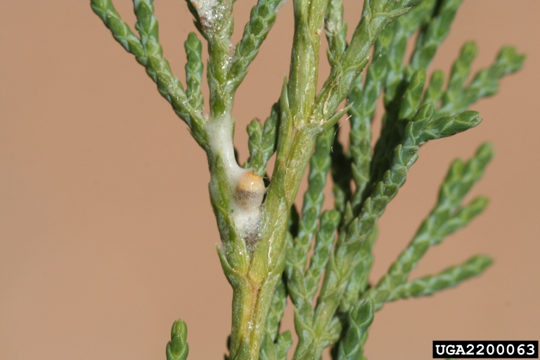 juniper spittlebug (Clastoptera juniperina)