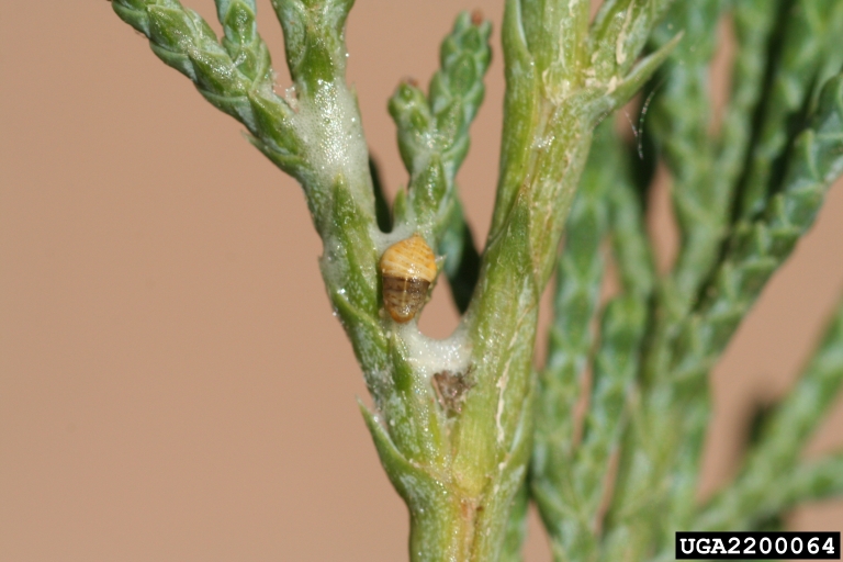 juniper spittlebug (Clastoptera juniperina Ball, 1919)
