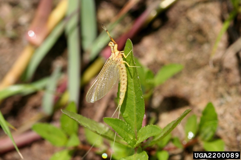 large mayfly (Hexagenia limbata)