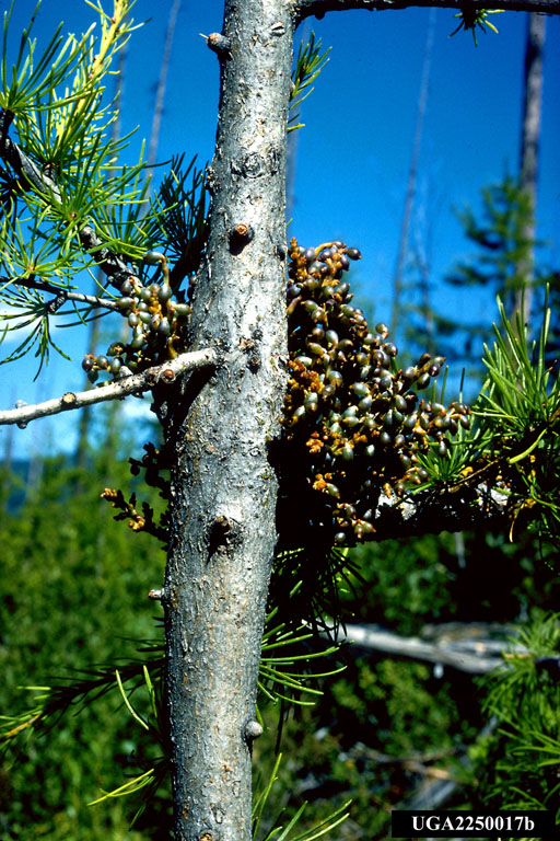 larch dwarf mistletoe (Arceuthobium laricis (Piper) St. John)