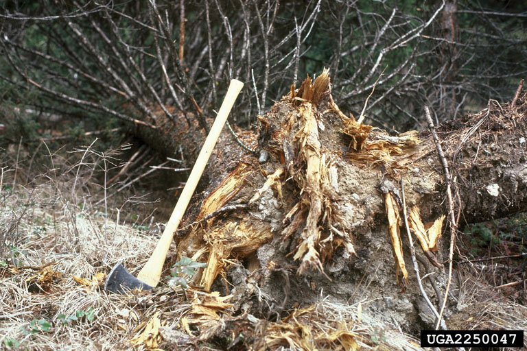 laminated root disease (Phellinus weirii)