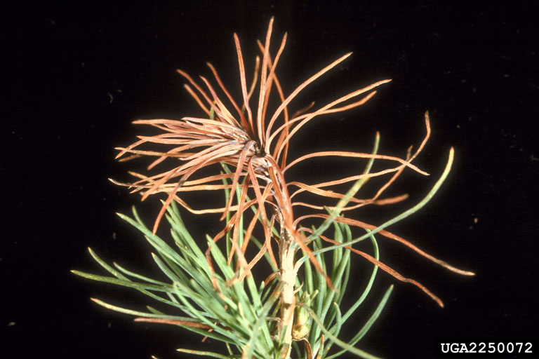 Diplodia blight (Sphaeropsis sapinea)