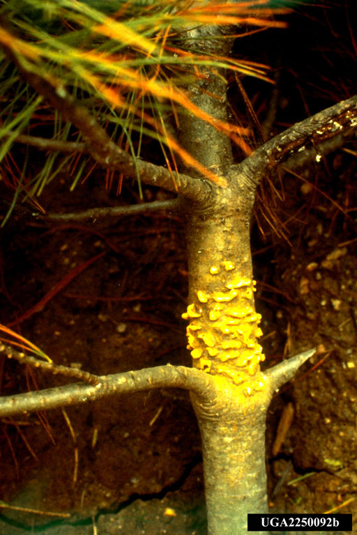 white pine blister rust (Cronartium ribicola J. C. Fisch.)