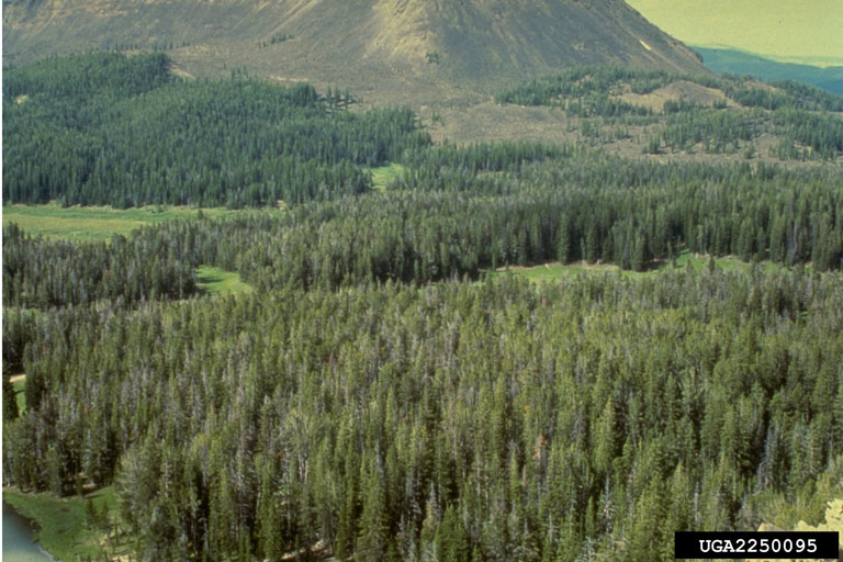 comandra blister rust (Cronartium comandrae)