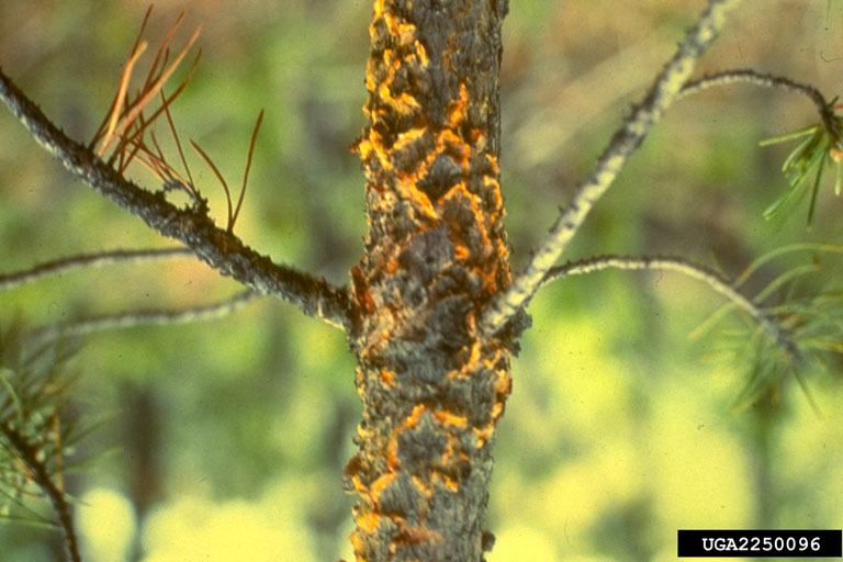 comandra blister rust (Cronartium comandrae)