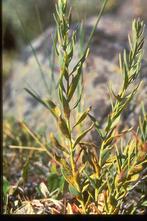 comandra blister rust, Cronartium comandrae (Uredinales: Cronartiaceae ...