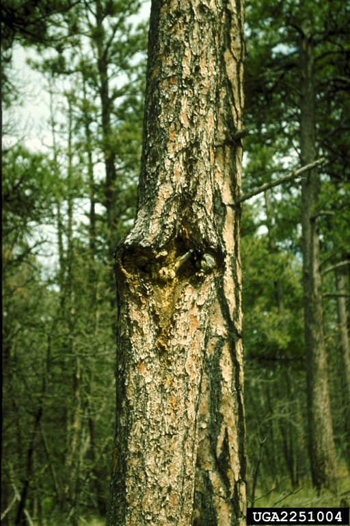 western gall rust (Endocronartium harknessii)