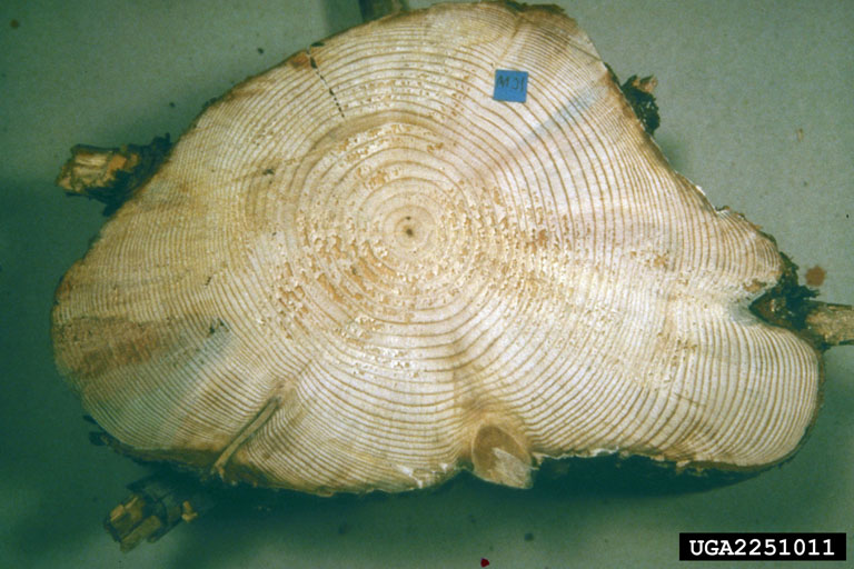 stalactiform blister rust (Cronartium coleosporioides)