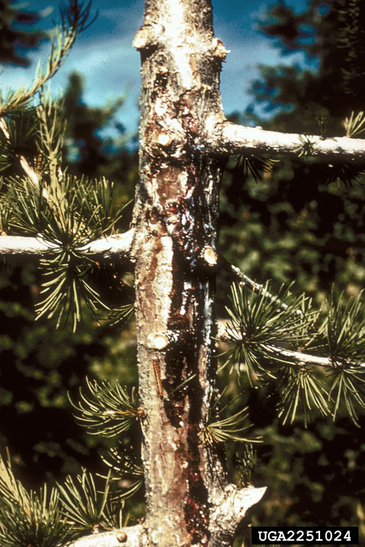 Cytospora cankers (Genus Cytospora Ehrenb.)