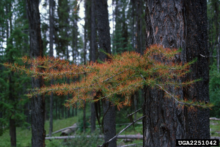 larch needle cast (Meria laricis Vuill.)