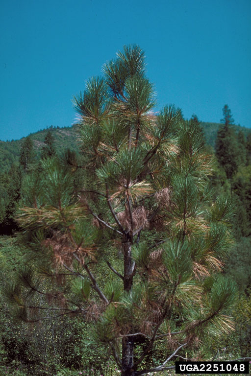 Dothistroma needle blight (Mycosphaerella pini)
