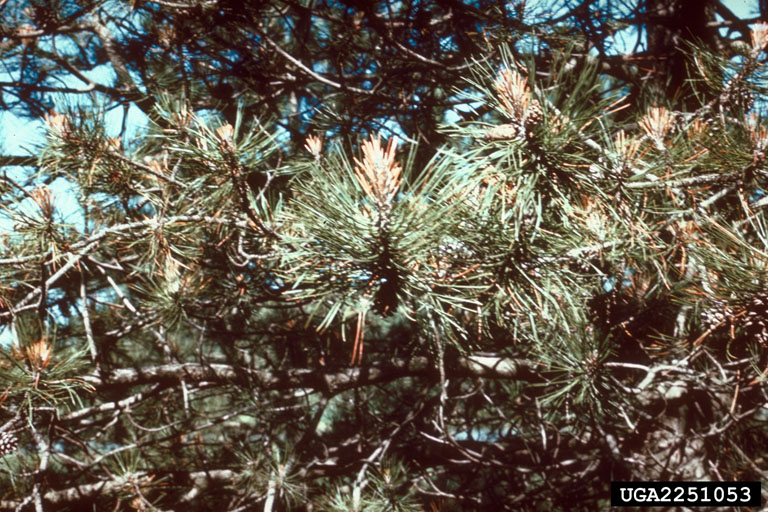 Diplodia tip blight (Diplodia pinastri Grove)