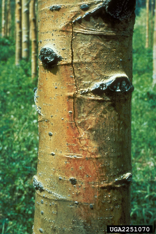 Cytospora chrysosperma (Pers.) Fr.