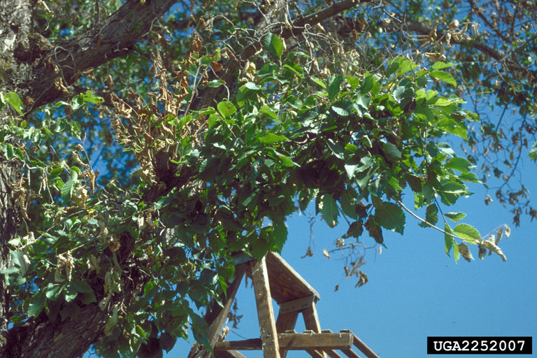 Dutch elm disease (Ophiostoma ulmi)