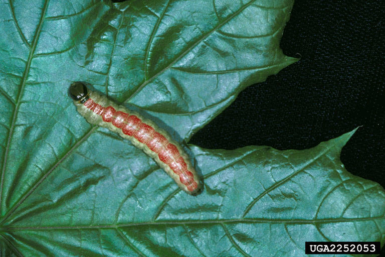 variable oakleaf caterpillar (Lochmaeus manteo Doubleday)