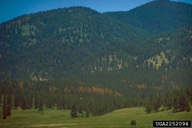 pine engraver (Ips pini (Say, 1826))