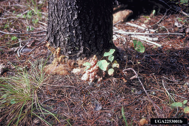 sequoia pitch moth (Synanthedon sequoiae (Henry Edwards))