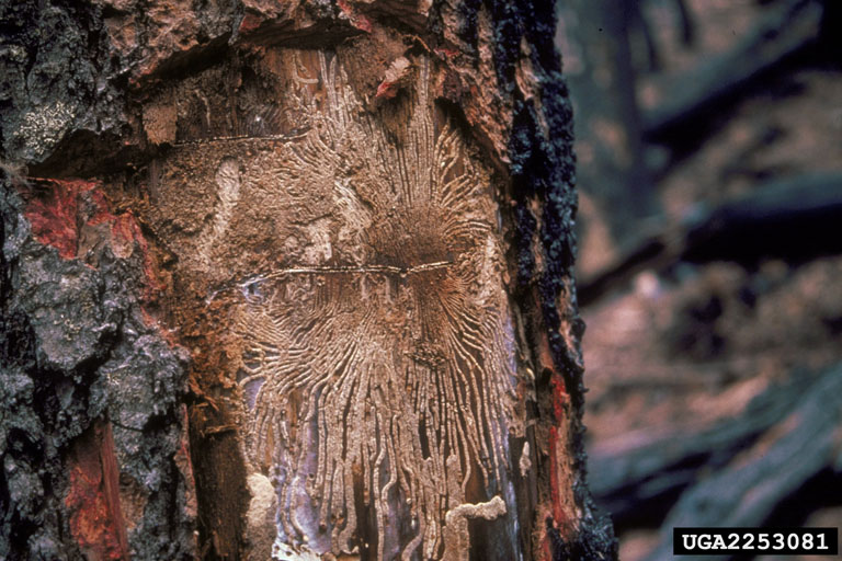 fir engraver, Scolytus ventralis (Coleoptera: Curculionidae) - 2253081