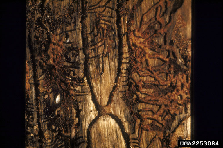 sixspined ips (Ips calligraphus (Germar, 1824))