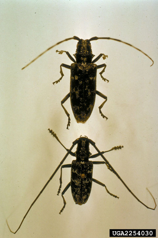 long-horned beetles (family Cerambycidae) (Family Cerambycidae)
