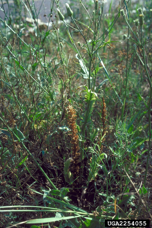 small broomrape (Orobanche minor Smith)