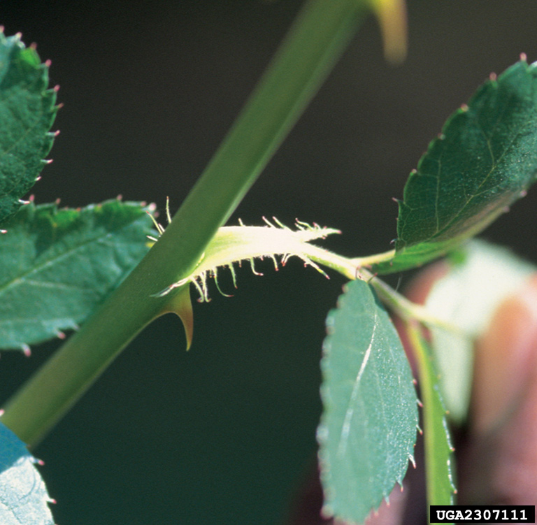 multiflora rose (Rosa multiflora)