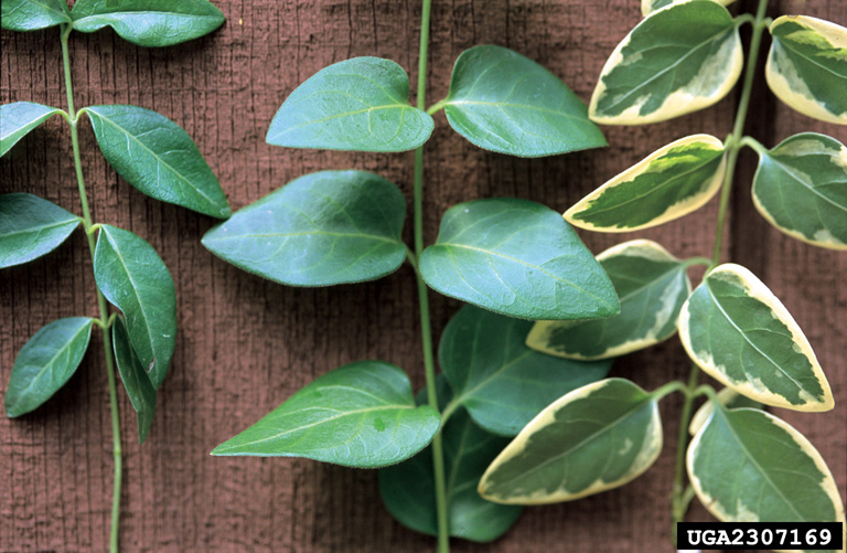 common periwinkle (Vinca minor)