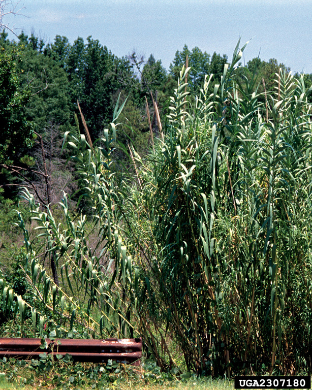 giant reed (Arundo donax L.)