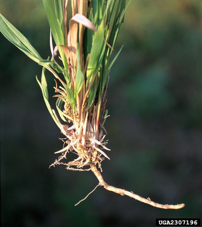 cogongrass (Imperata cylindrica (L.) Beauv.)