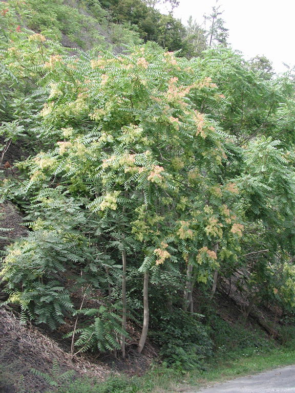 tree-of-heaven (Ailanthus altissima)