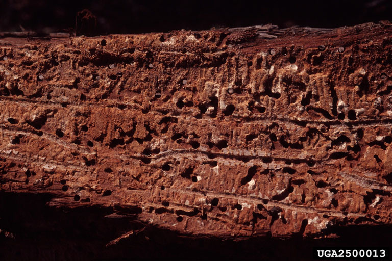 bark beetle (Phloeosinus armatus Reitter, 1887)