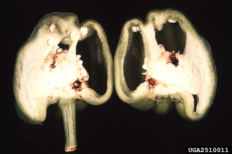 pepper weevil (Anthonomus eugenii Cano, 1894)