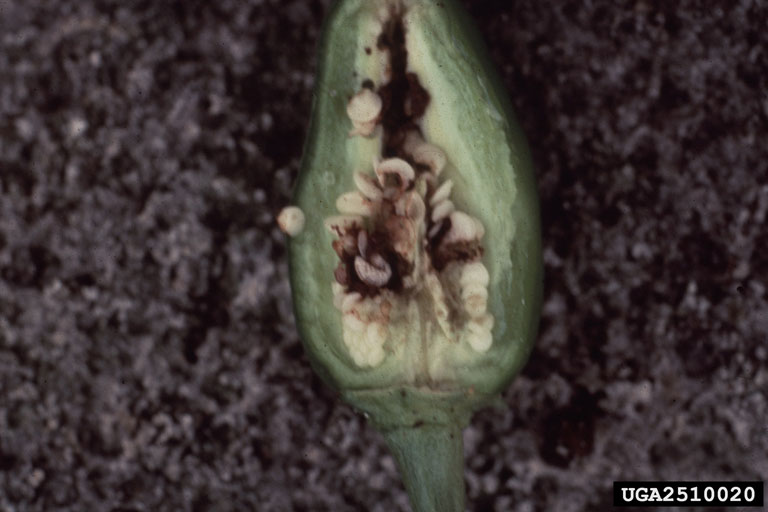 pepper weevil (Anthonomus eugenii)