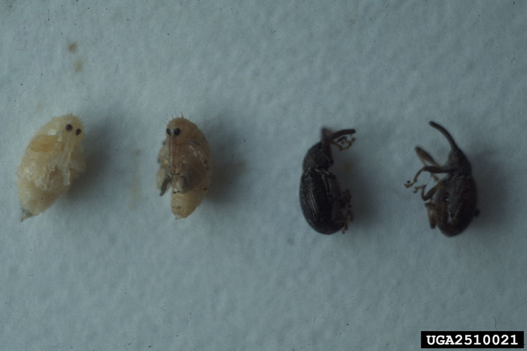 pepper weevil (Anthonomus eugenii Cano, 1894)