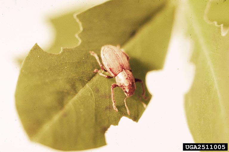whitefringed beetles (Genus Naupactus Dejean, 1821)