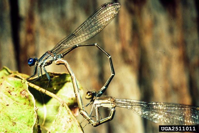 short-stalked damselflies (Genus Argia Rambur 1842)