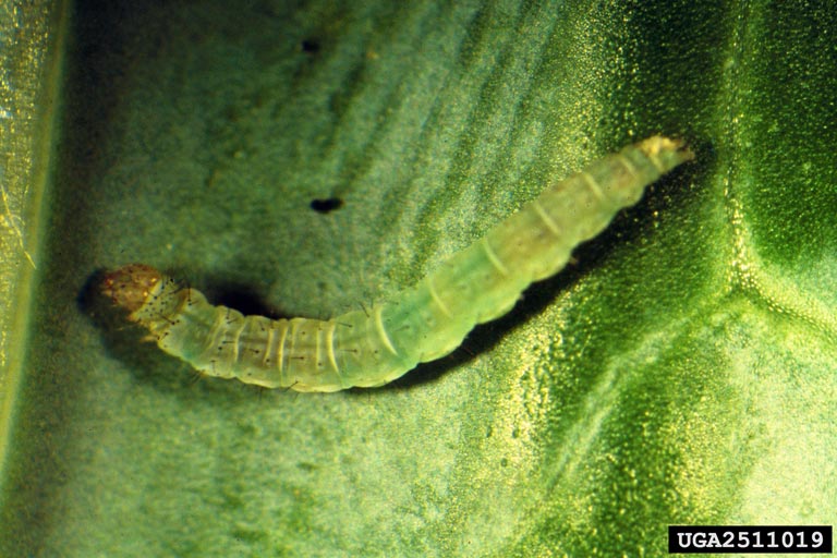 diamondback moth (Plutella xylostella)