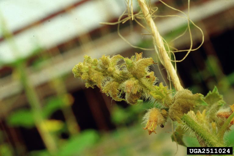 broad mite (Polyphagotarsonemus latus)