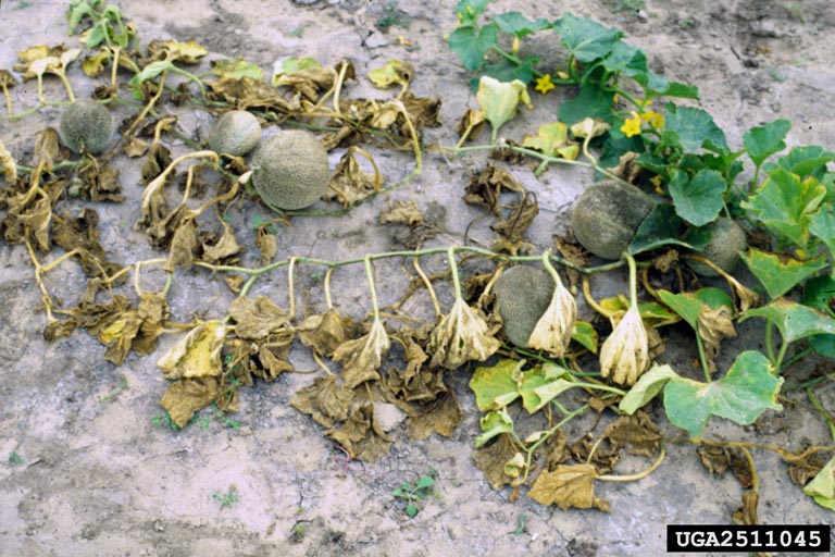 sweetpotato whitefly (Bemisia tabaci)