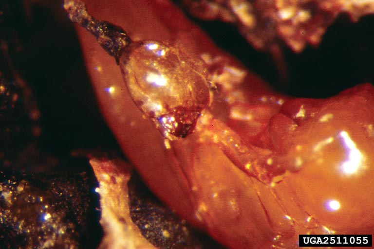 weevil parasitoid (Catolaccus hunteri Crawford)