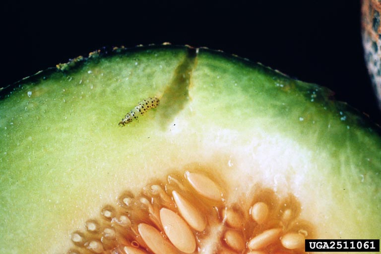 pickleworm (Diaphania nitidalis (Stoll))