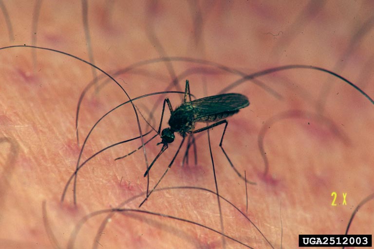 mosquito (Family Culicidae)