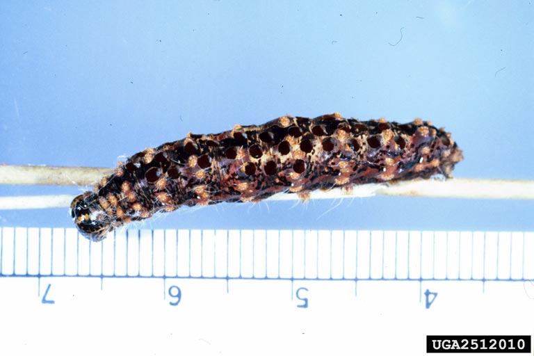 Braconid wasps (Family Braconidae)