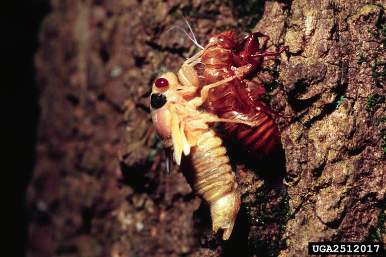 periodical cicada (Magicicada septendecim (Linnaeus))