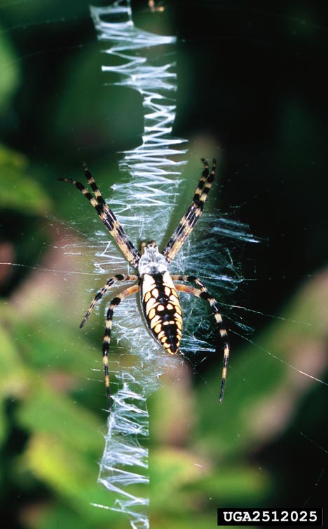yellow garden spider (Argiope aurantia Lucas)
