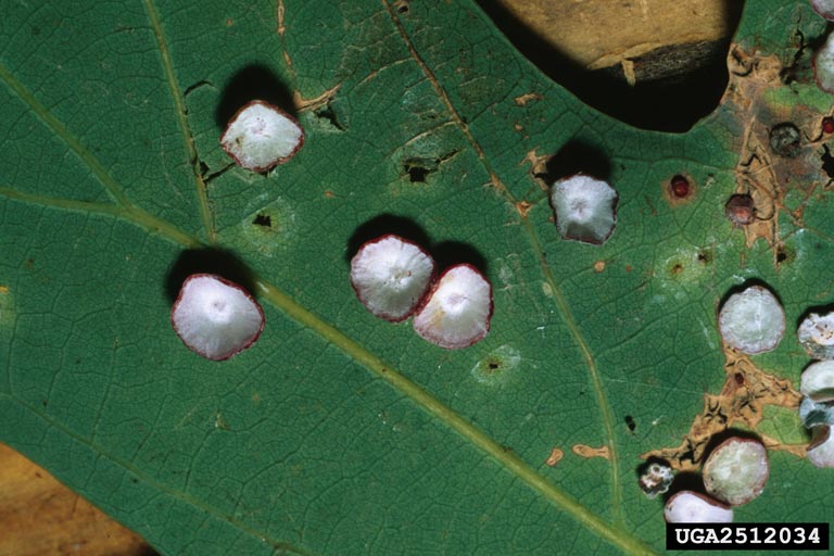 Cynipid gall wasp (Family Cynipidae)