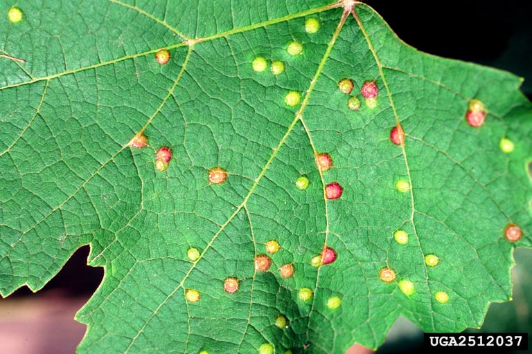 grape phylloxera, Daktulosphaira vitifoliae (Hemiptera: Phylloxeridae ...