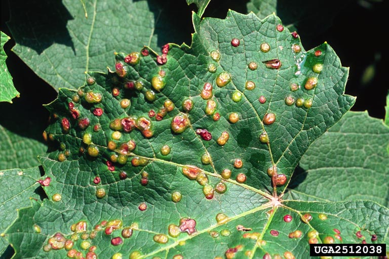 grape phylloxera (Daktulosphaira vitifoliae)