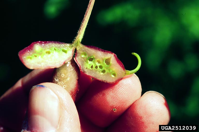 grape phylloxera (Daktulosphaira vitifoliae (Fitch))